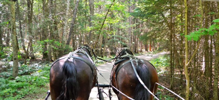 10 Michigan Summer Outdoor Activities - Follow The Piper