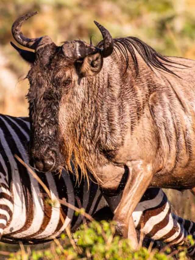 The Great Wildebeest Migration on the Northern Serengeti Story - Follow ...