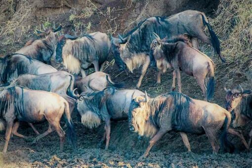 The Great Wildebeest Migration - Follow The Piper