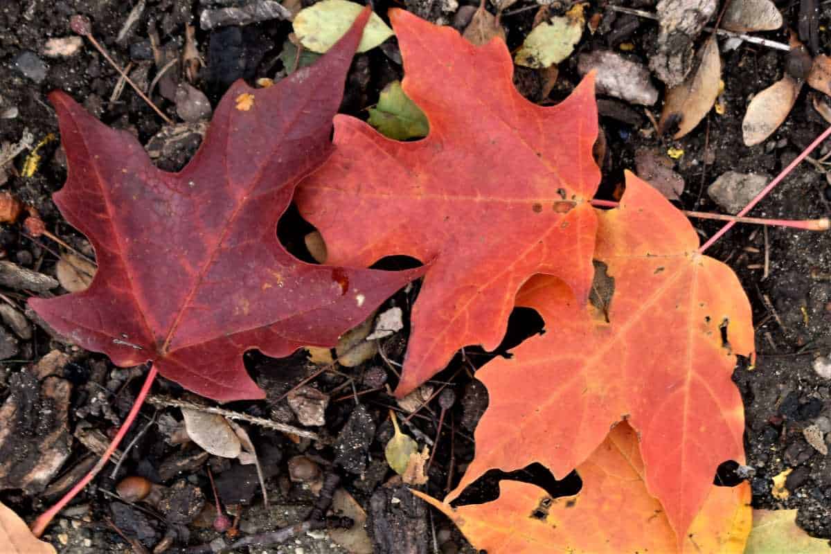 Ludington, Michigan: How to Take a Fall Color Tour - Follow The Piper