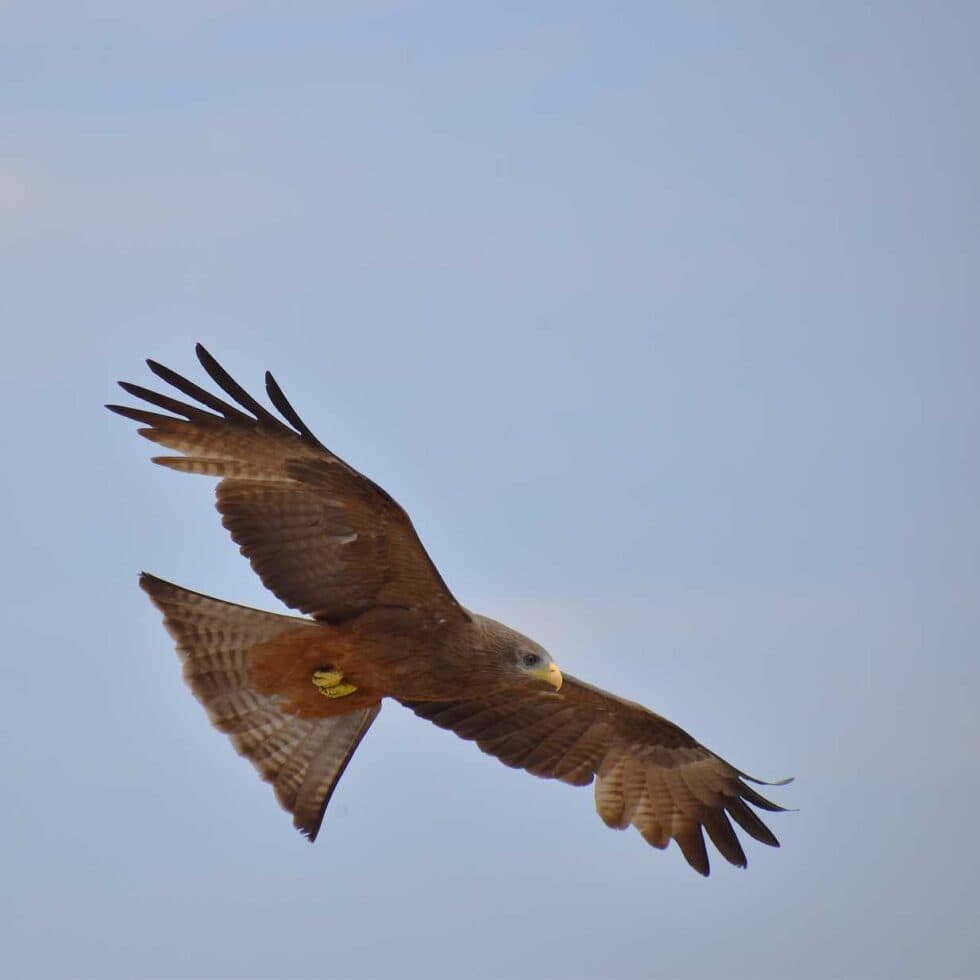 Chobe National Park: A Wildlife Lover’s Paradise - Follow The Piper
