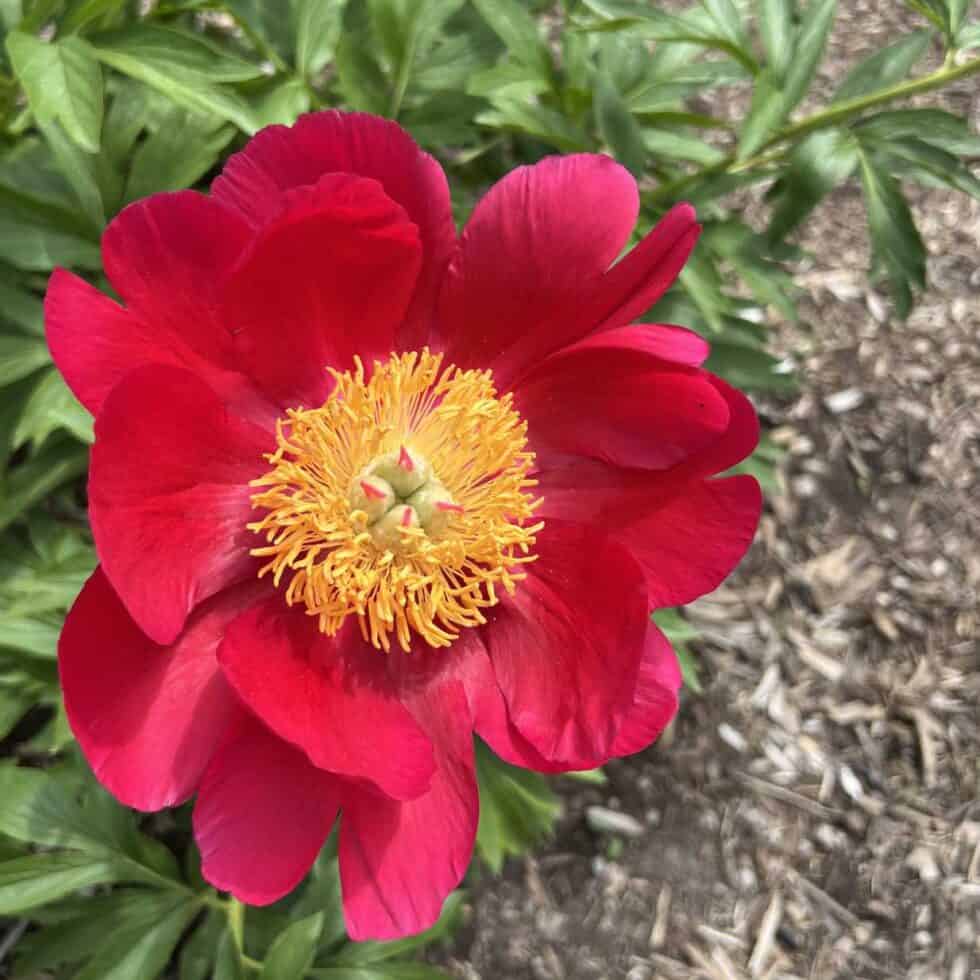 Nichols Arboretum Peonies: Tips to Plan Your Visit - Follow The Piper