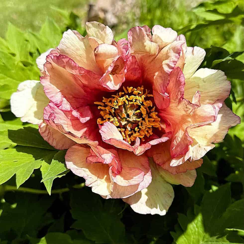 Nichols Arboretum Peonies: Tips to Plan Your Visit - Follow The Piper